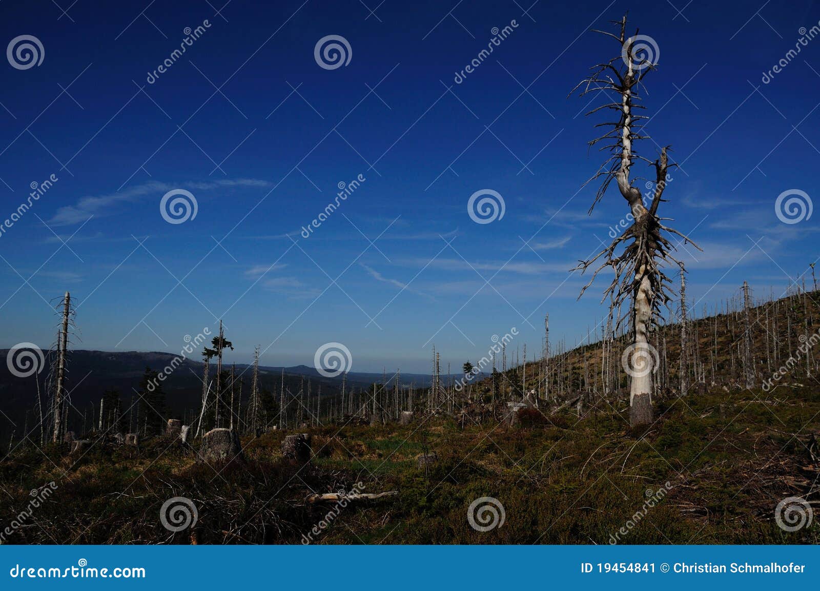 Death Tree stock image. Image of clouds, bavarian, forest - 19454841