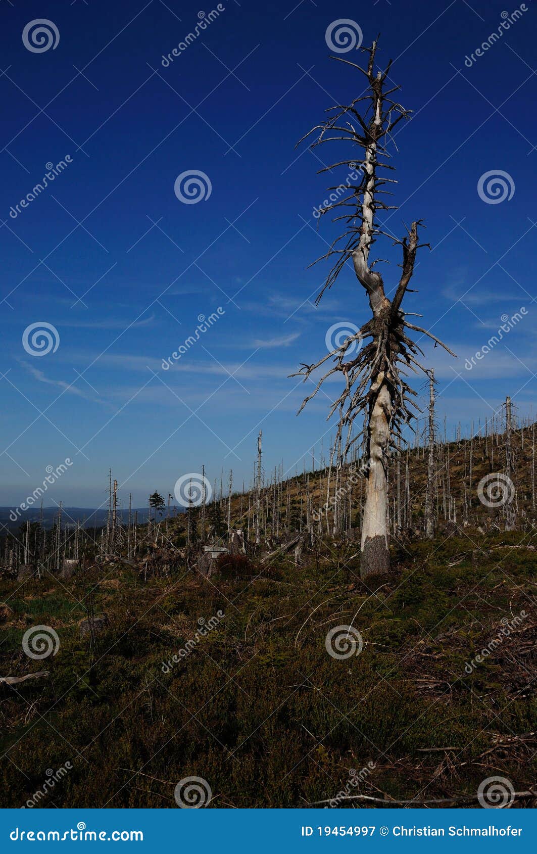 Death Tree stock image. Image of bavarian, death, park - 19454997