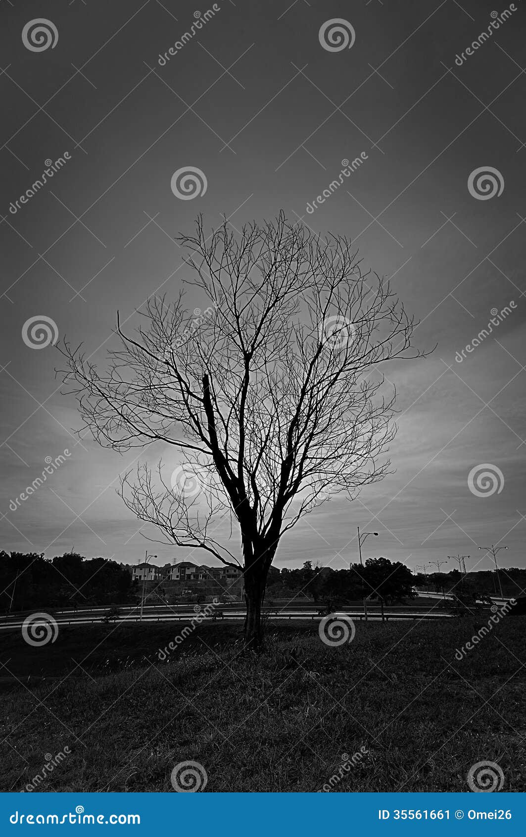 Death Tree during in Black and White Stock Image - Image of sunset ...