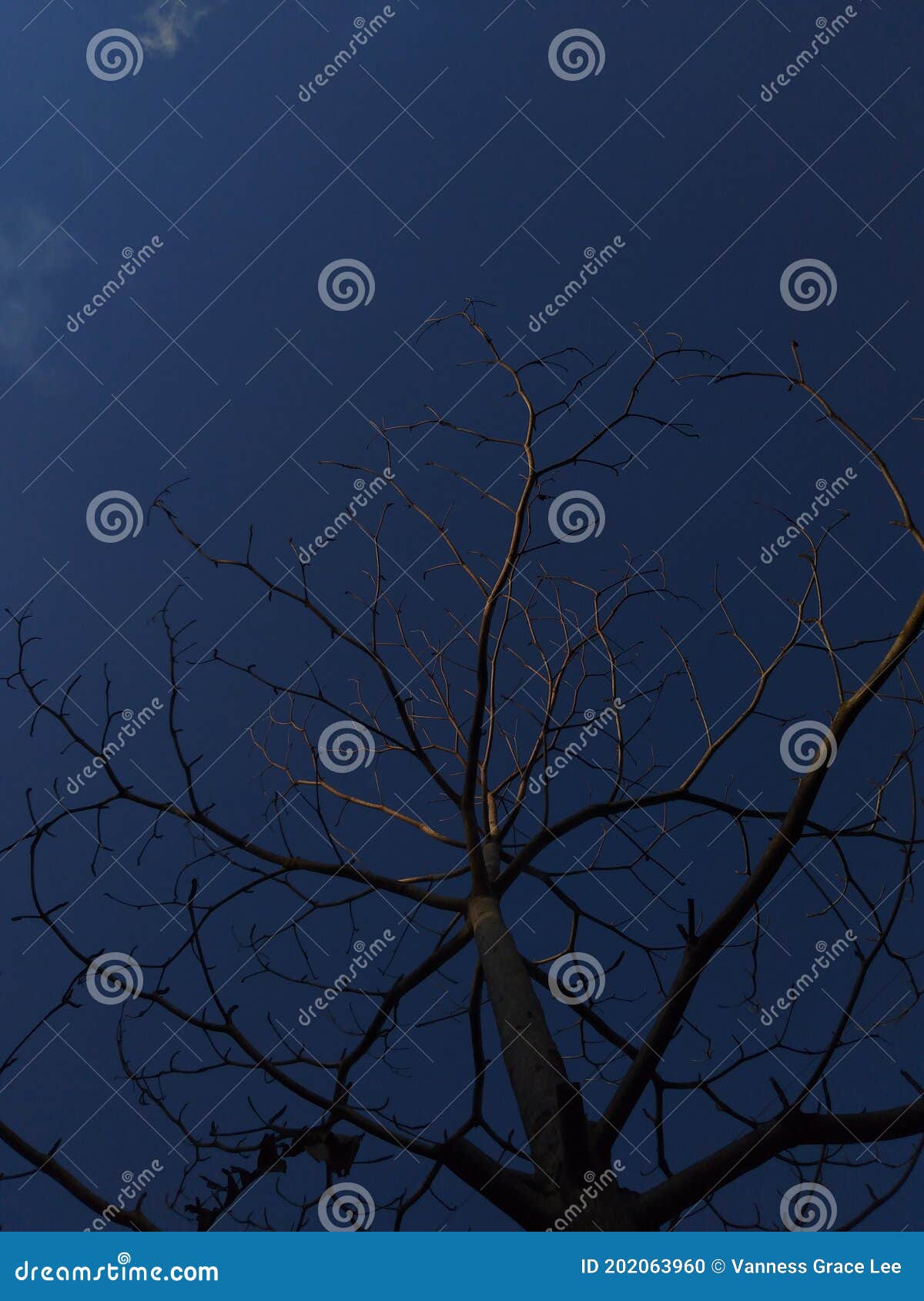 Death tree with blue sky stock photo. Image of darkness - 202063960