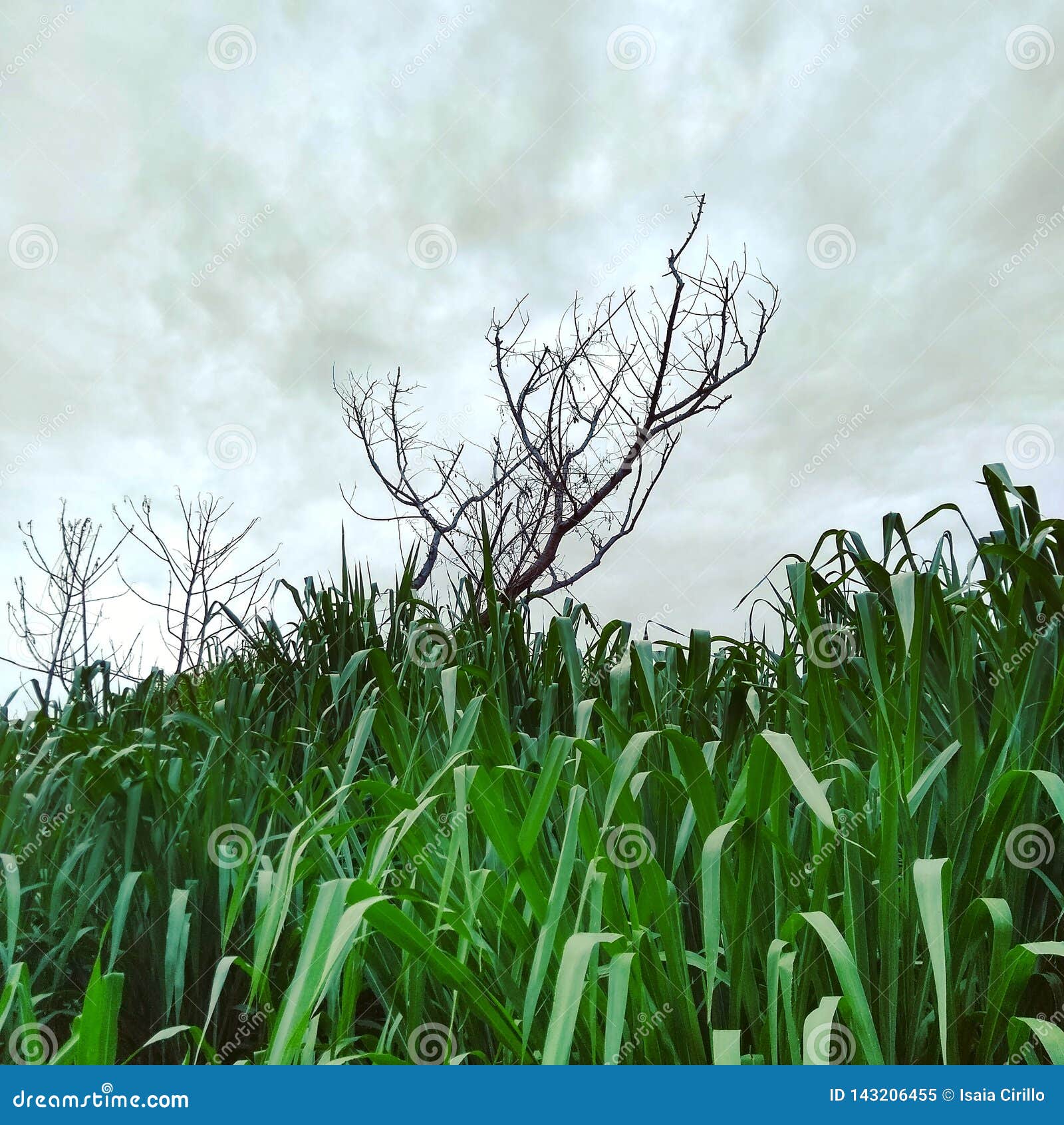 Death Tree stock image. Image of nature, grass, plant - 143206455