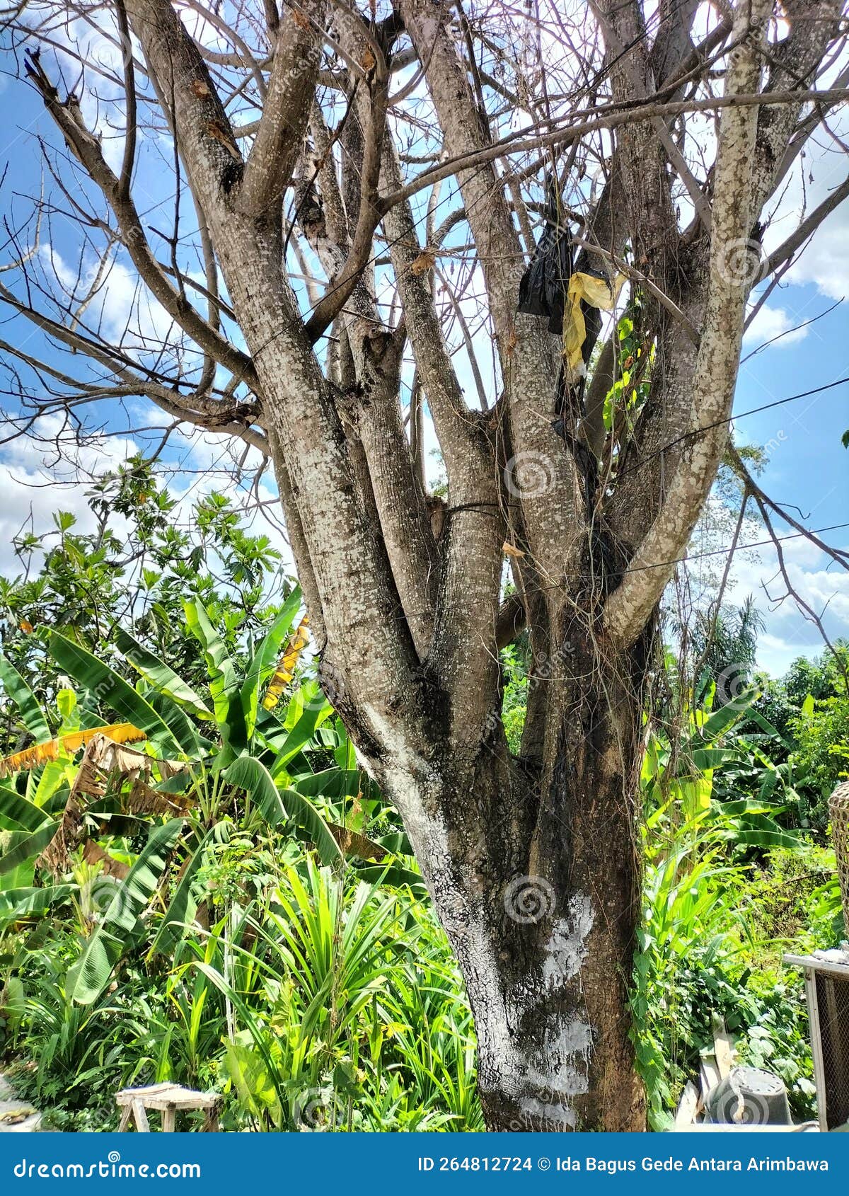 Death Tree in among Dirty Green Area Stock Photo - Image of green ...