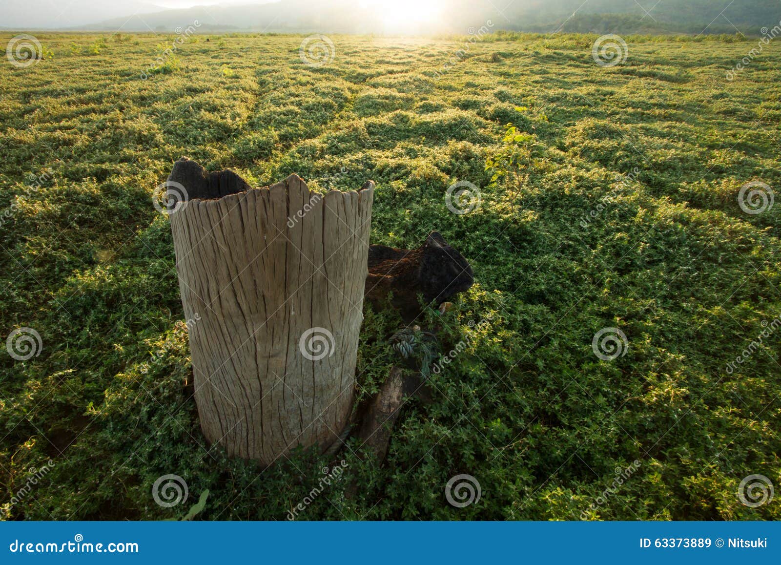 A Death Tree, Killing Field Choeng Ek, Suburbs Phnom Penh, Cambodia ...