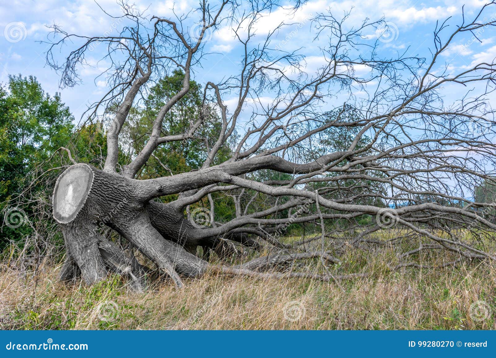 The death of a tree stock photo. Image of tree, environment - 99280270