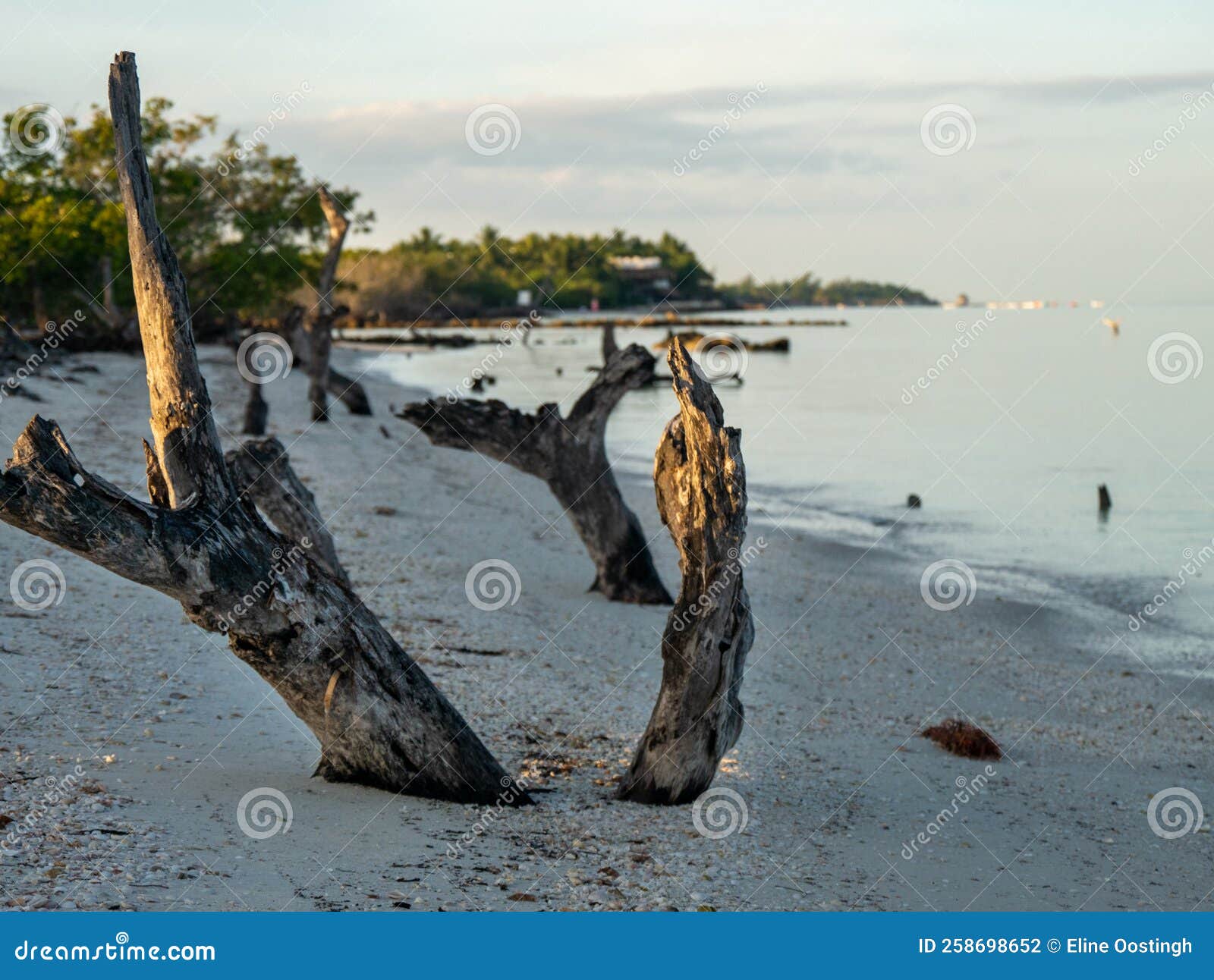 Death Tree Standing in the Front of the Sea Stock Photo - Image of ...