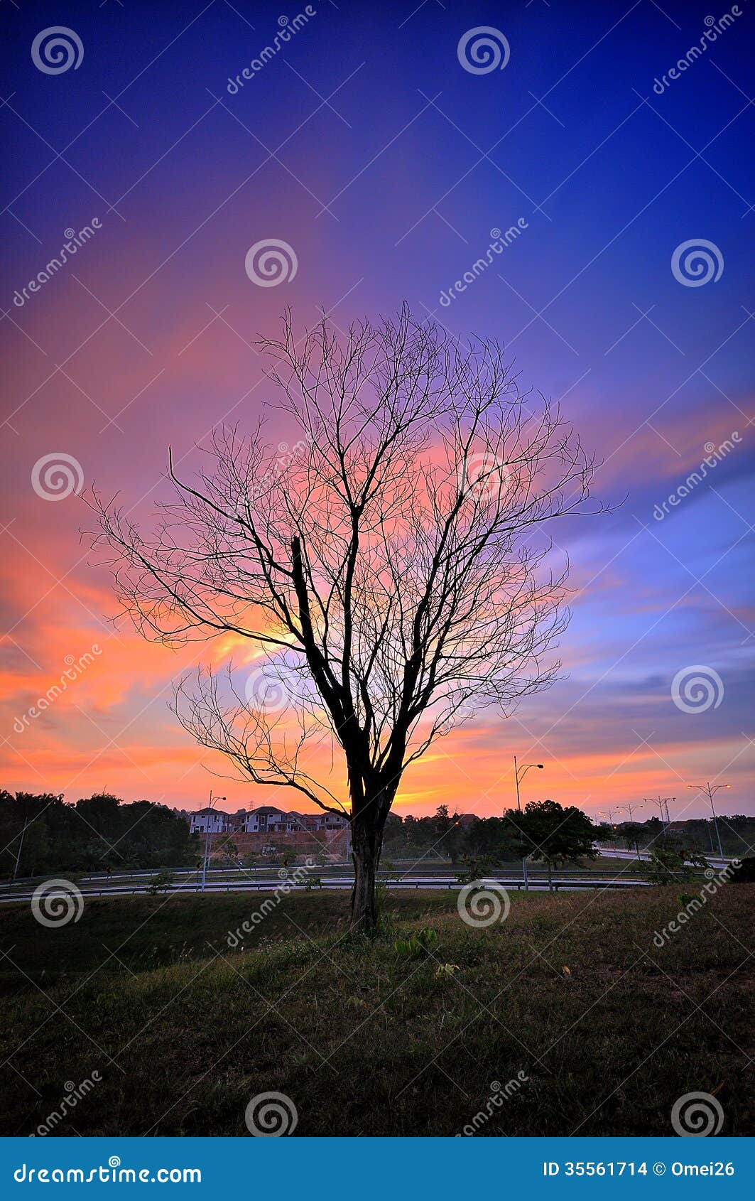 Death tree during sunset stock photo. Image of blue, nature - 35561714