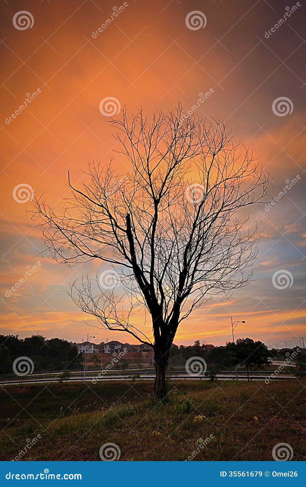 Death tree during sunset stock image. Image of green - 35561679