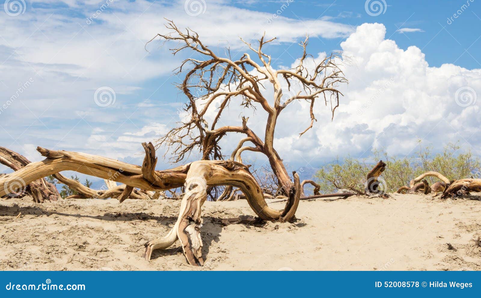 Dead Trees in Death Valley National Park Stock Photo - Image of ...