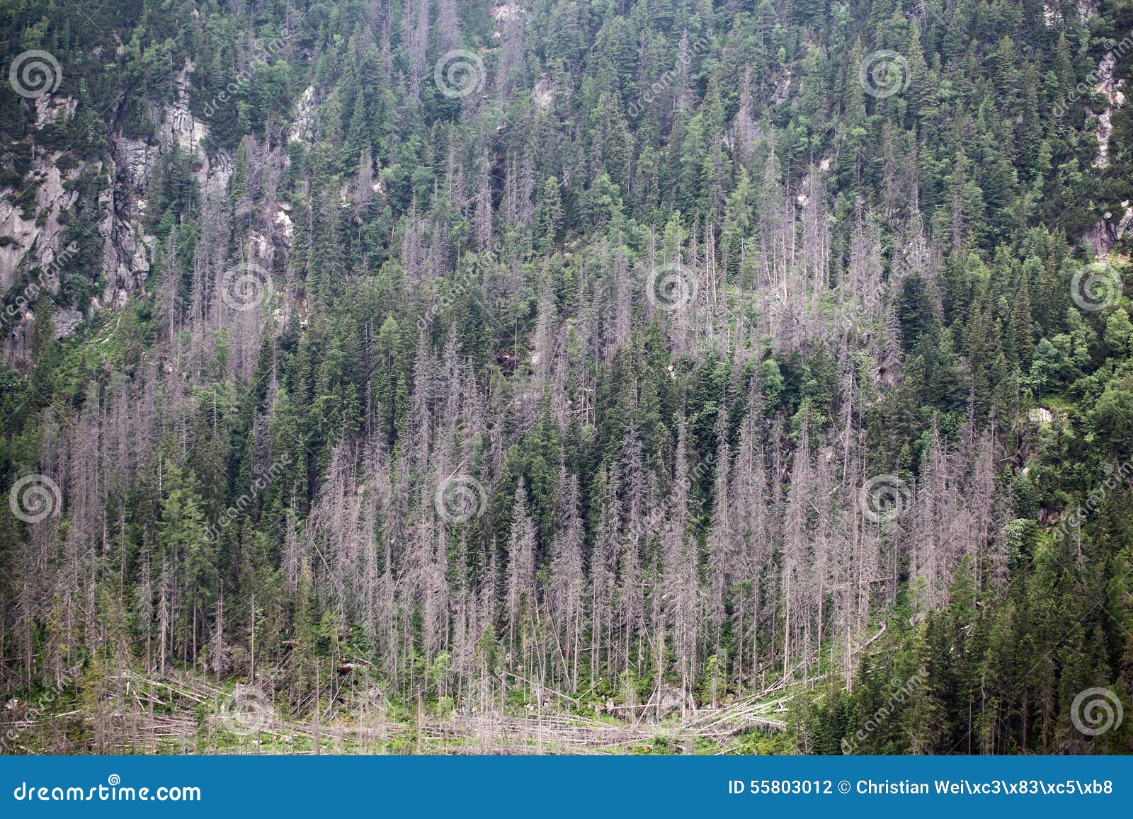 Death Trees stock photo. Image of environment, forest - 55803012