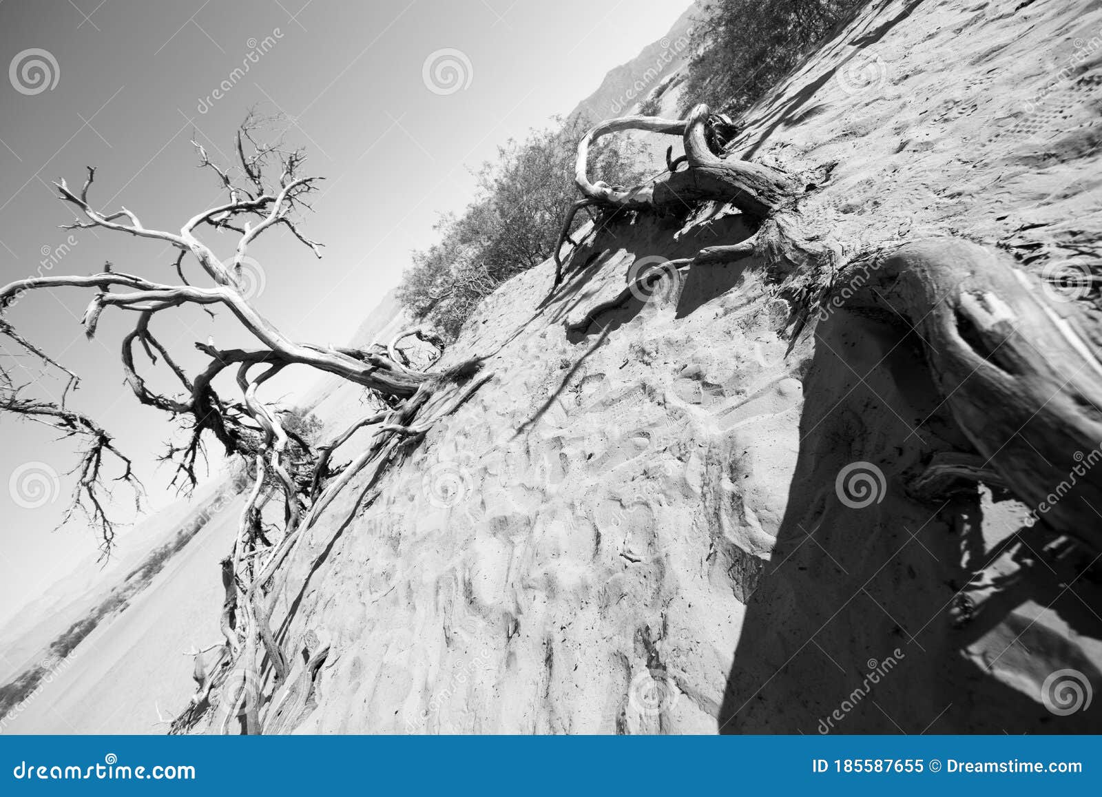 Death Valley - a Dead Tree in Black and White Stock Image - Image of ...