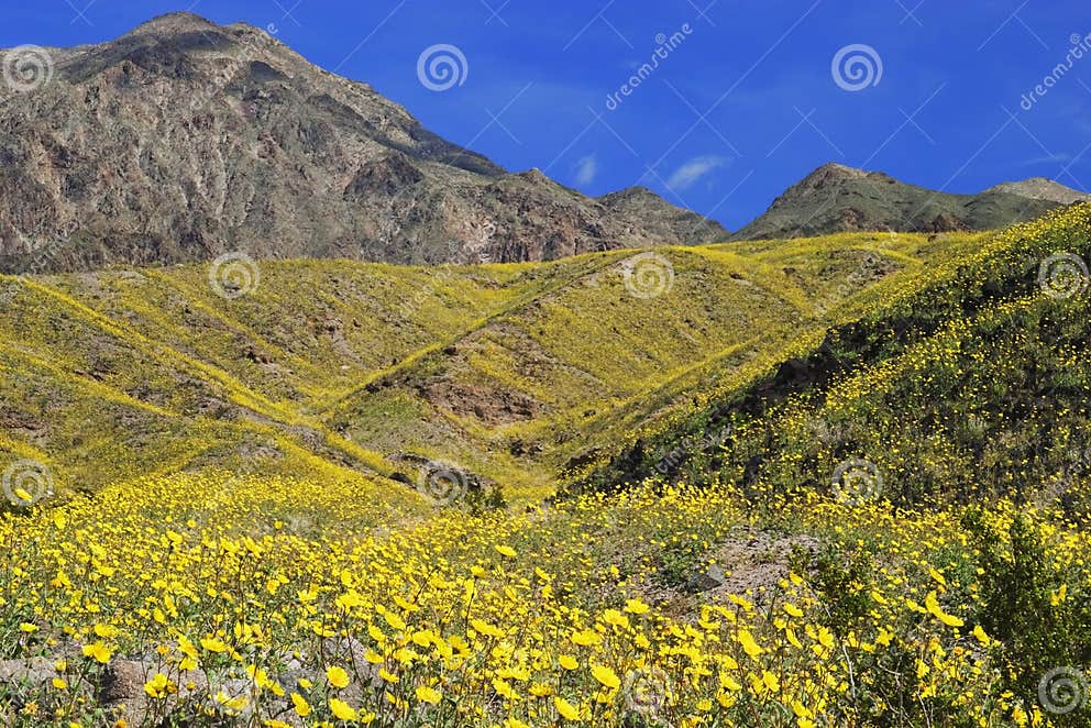 Death Valley NP stock image. Image of valley, spring, death - 1129785