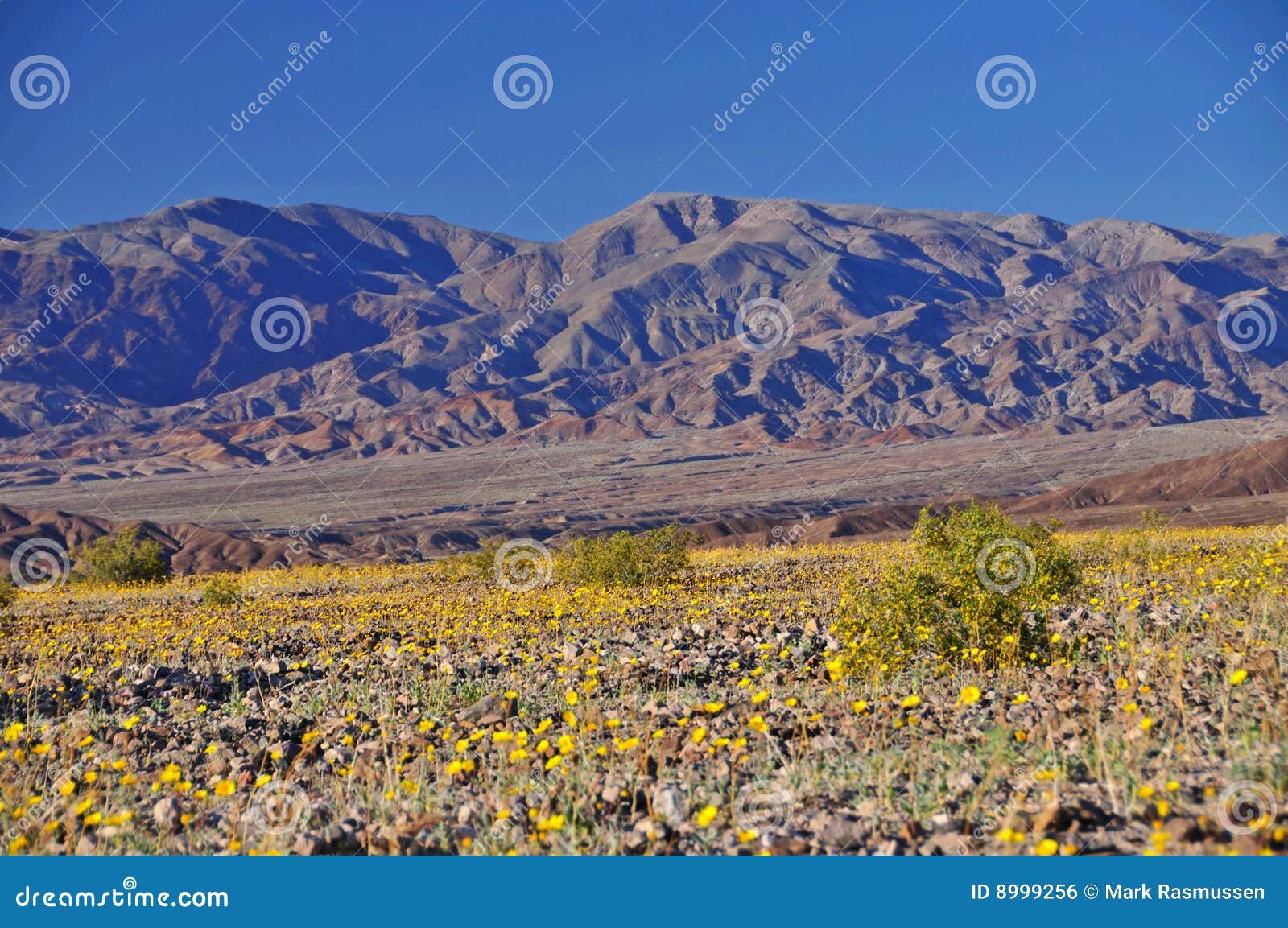 Death Valley in spring stock photo. Image of point, park - 8999256