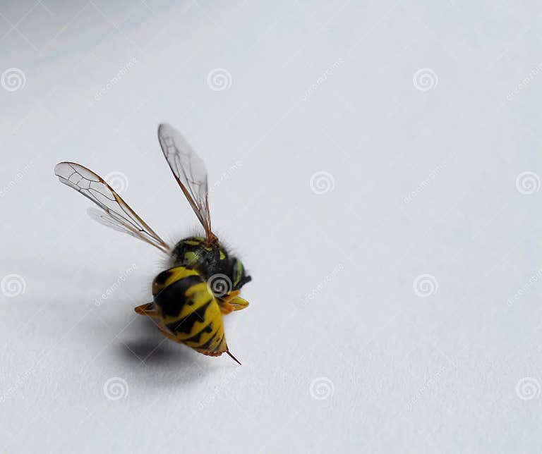 Death of a wasp stock image. Image of life, yellow, insect - 4938659