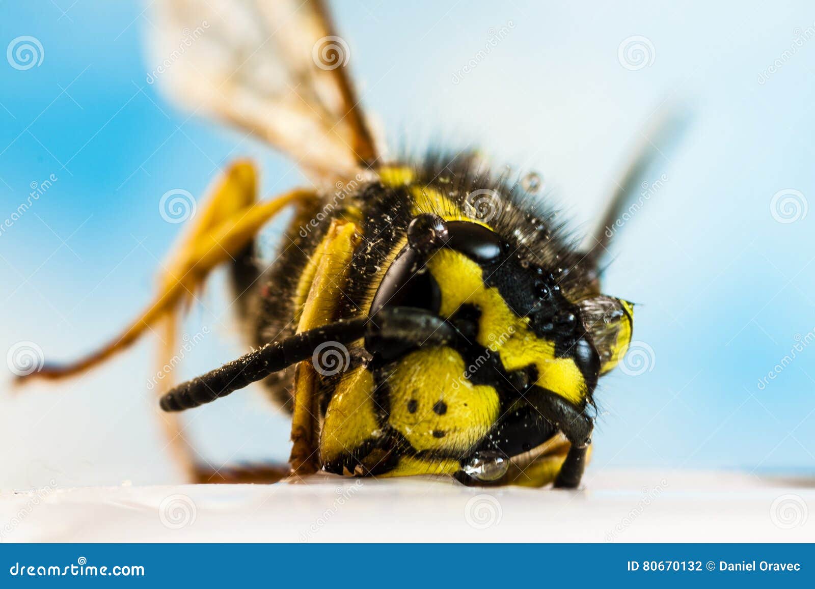 Death Wasp on Blue Blurred Background. Stock Photo - Image of parasite ...