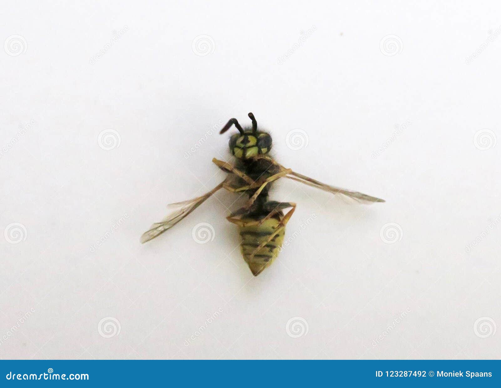 Death Wasp Lying on it`s Back with Spread Wings Stock Photo - Image of ...