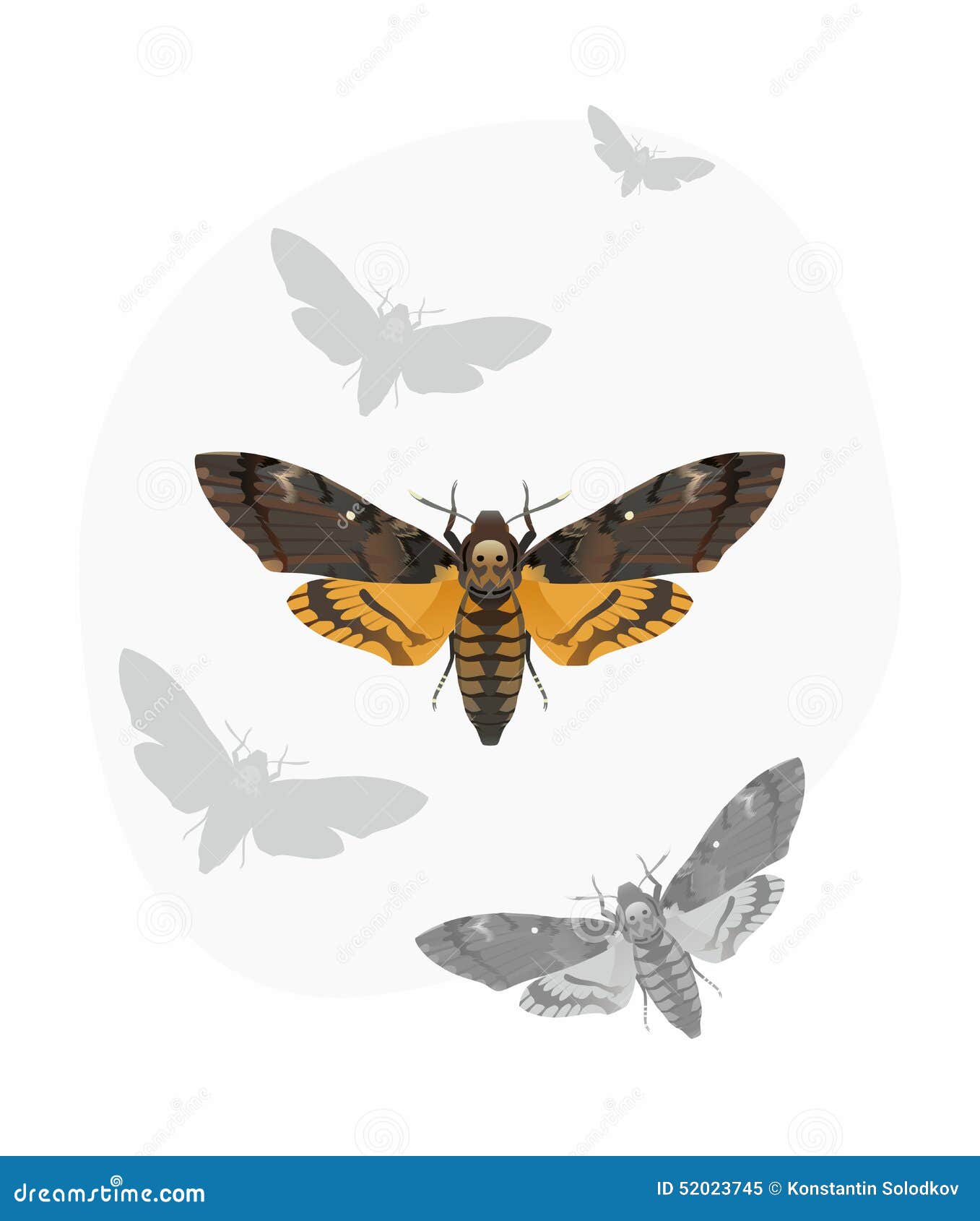 Deaths Head Hawk Moth And Sacred Geometry With Moon Phases Hand Drawn ...