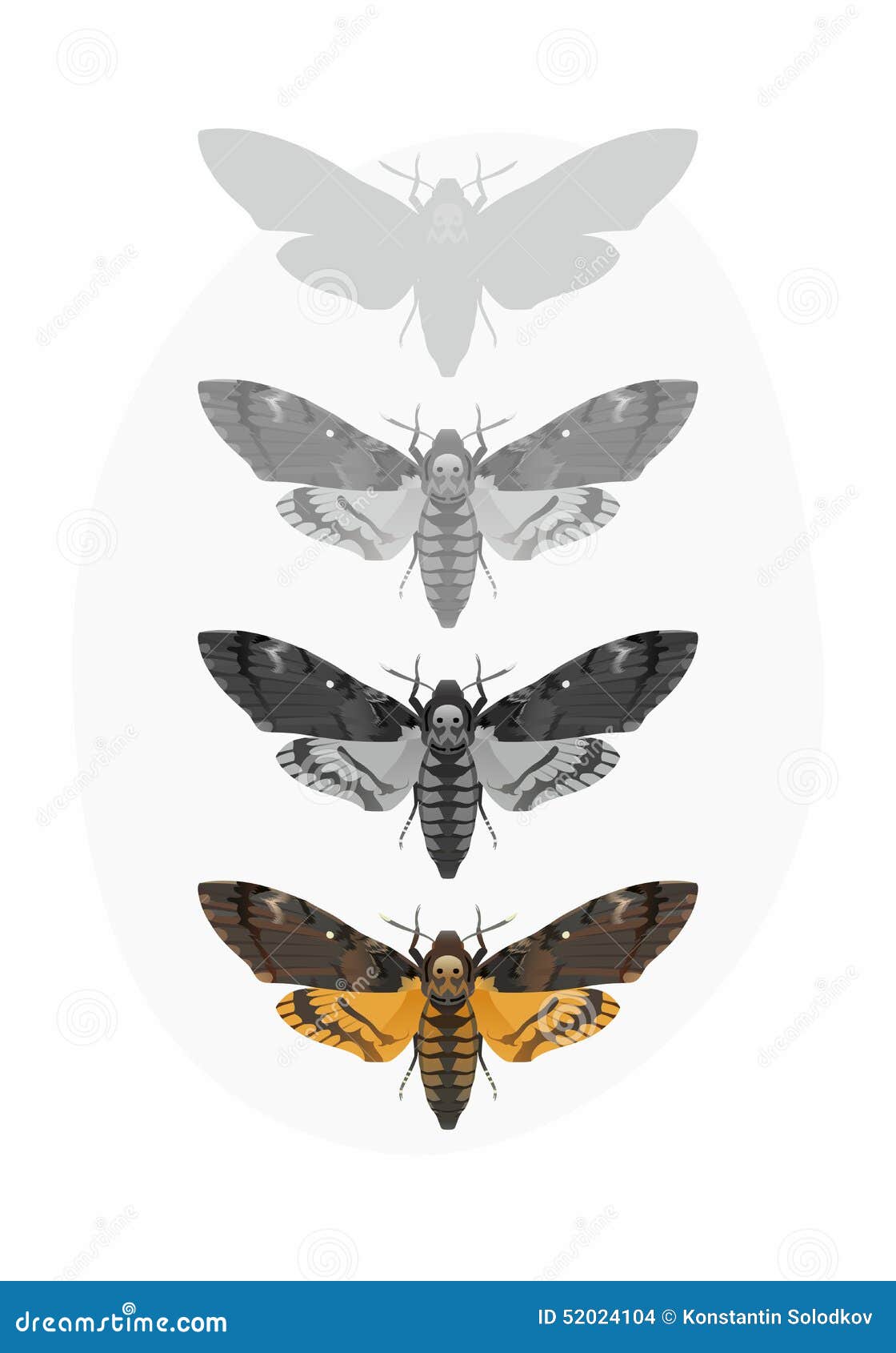Hawk Moth Butterfly Icon, Outline Style Royalty-Free Cartoon ...