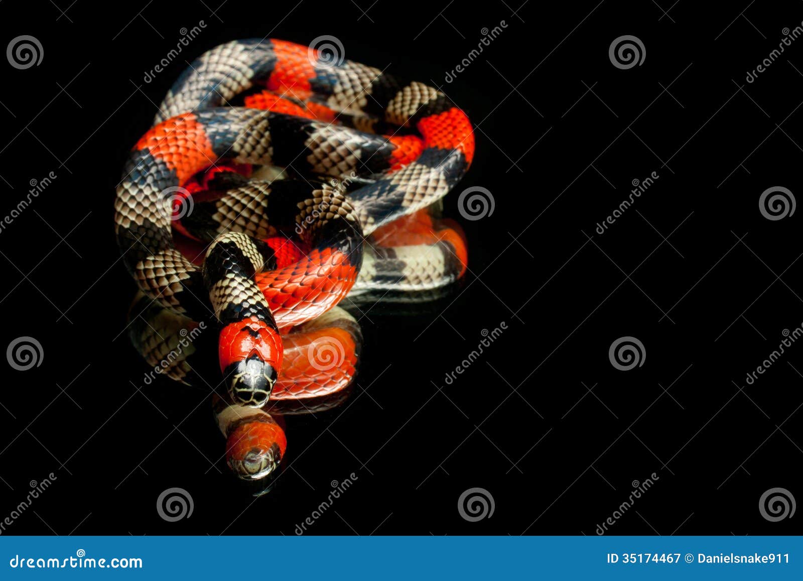 Real Coral Snake Micrurus Izozonus Stock Image - Image of fangs ...