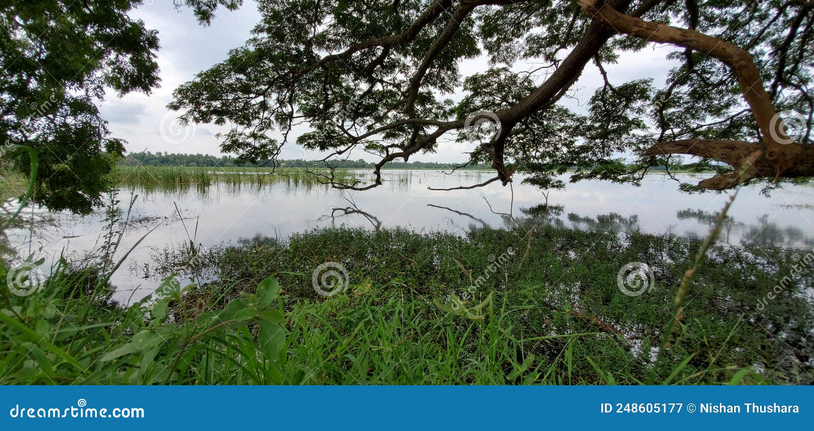 Debara wewa srilanka stock image. Image of southcountry - 248605177