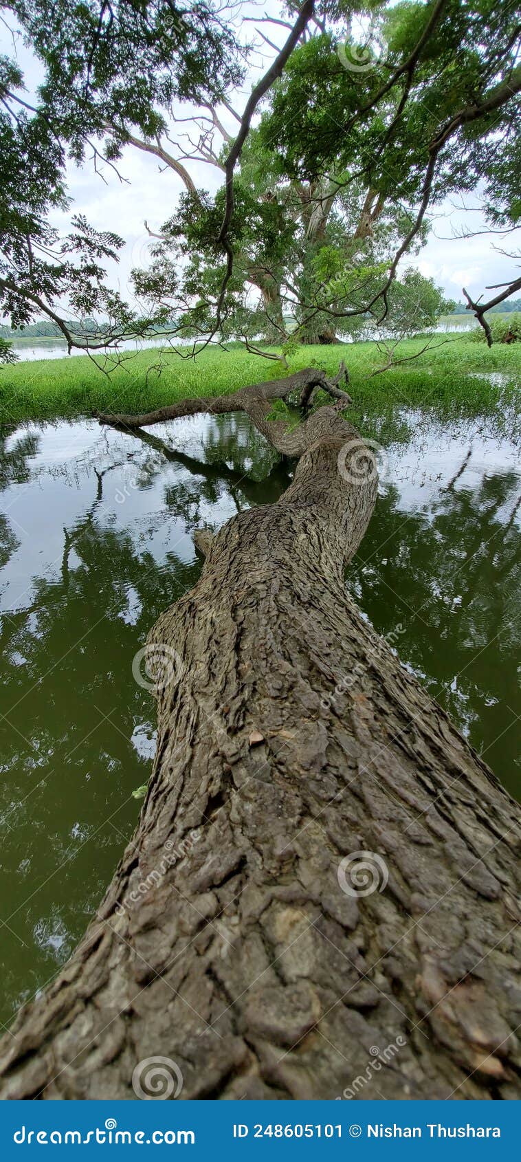 Debara wewa srilanka stock image. Image of wewa, srilanka - 248605101