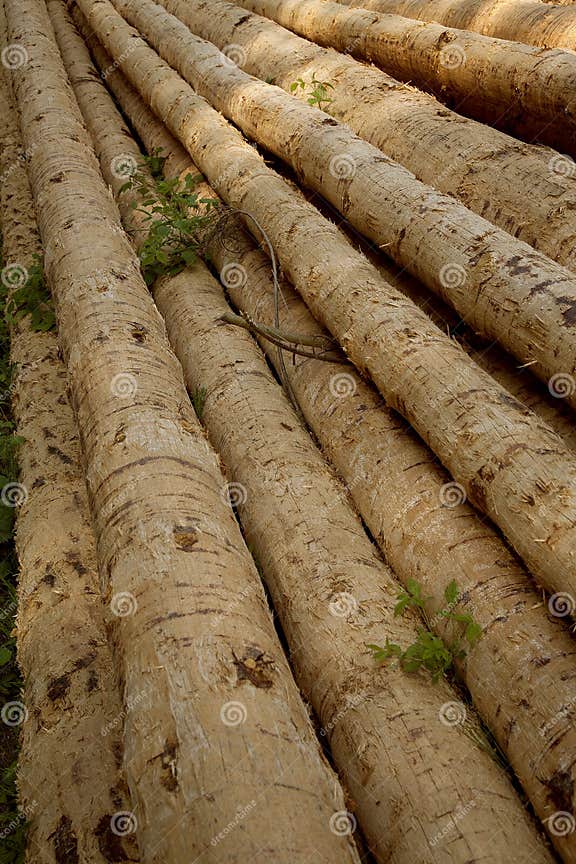 Debarked logs drying stock image. Image of trees, peeled - 19488243