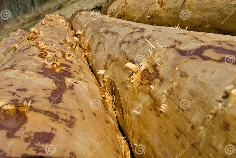 Debarked logs drying stock image. Image of closeup, strip - 4889189