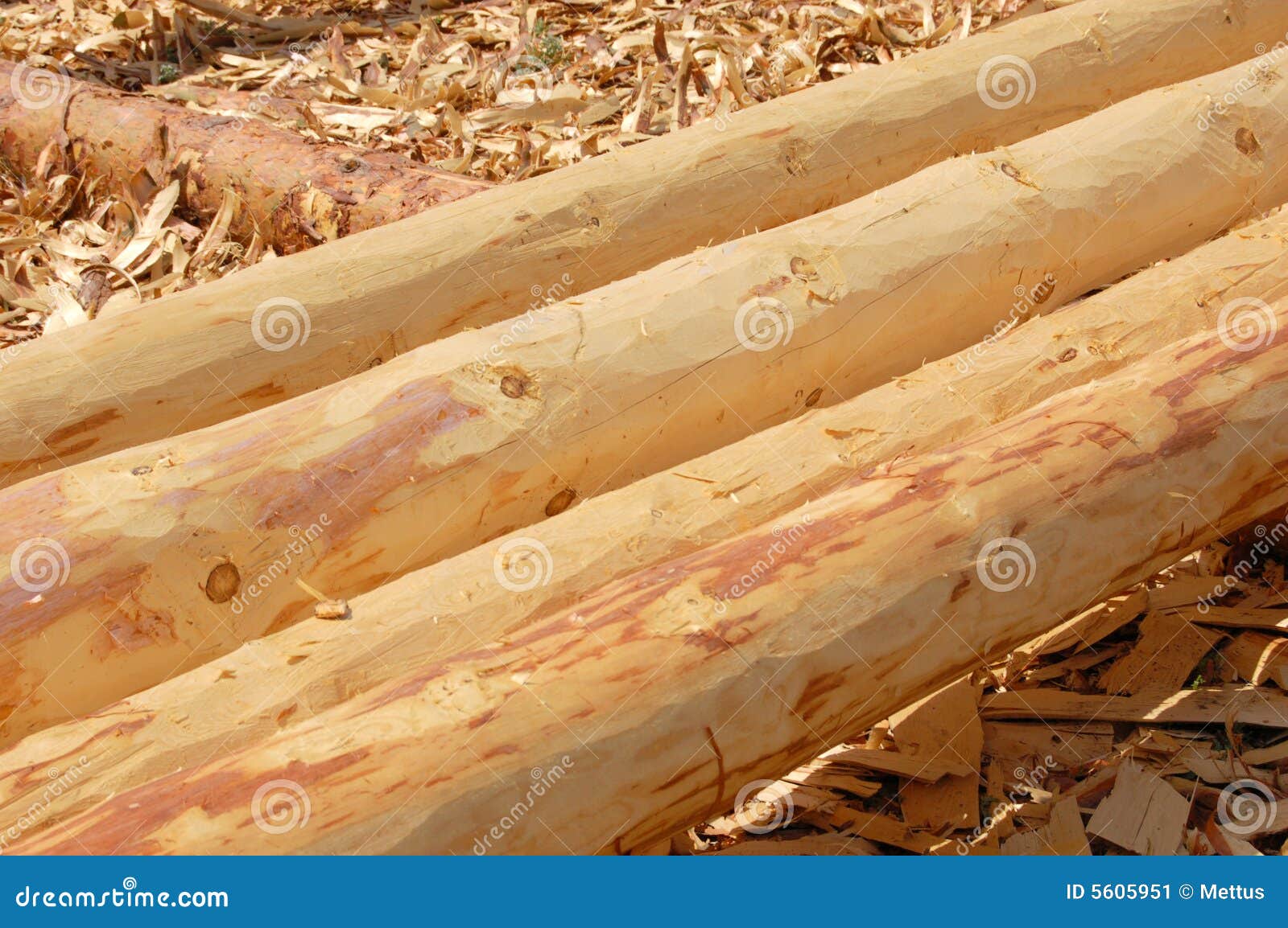 Debarked whole logs stock image. Image of logs, fresh - 5605951