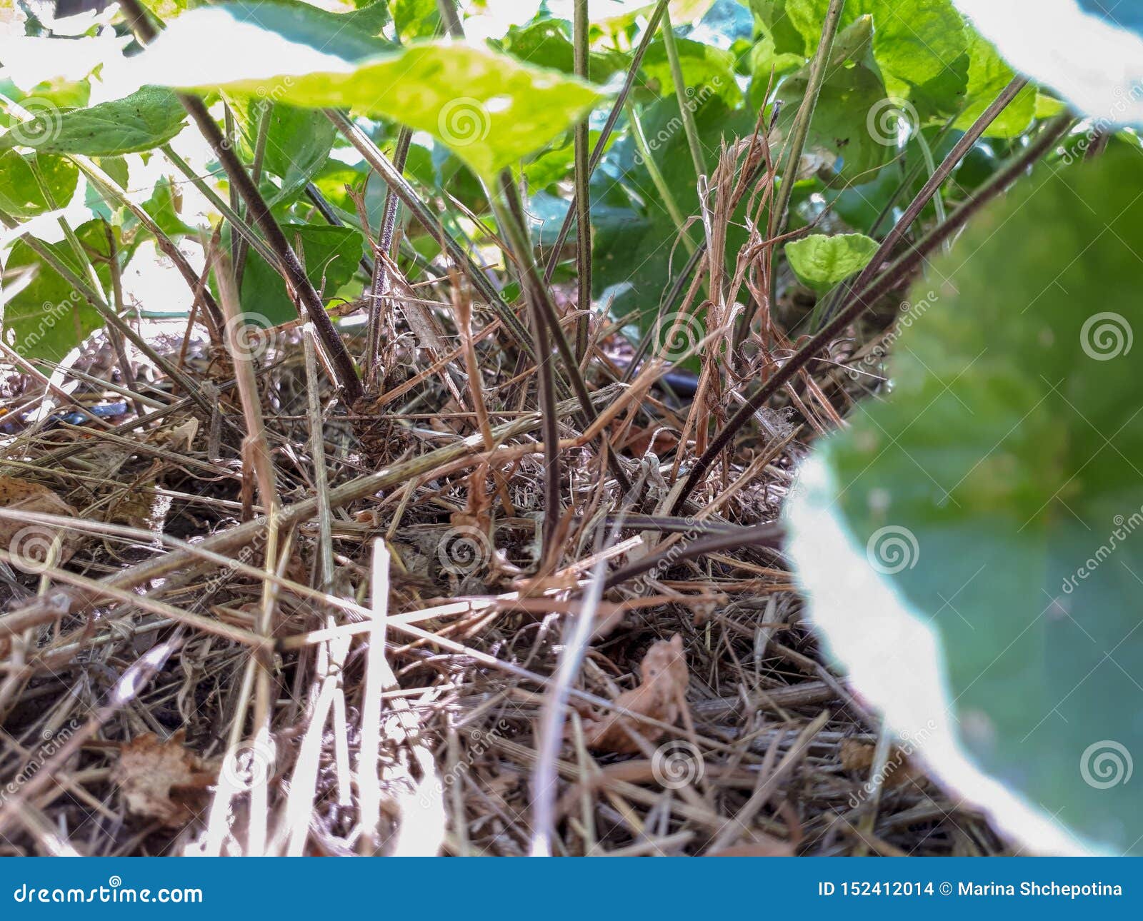 Debris and Broken Glass in the Dry Grass. Stock Photo - Image of ...