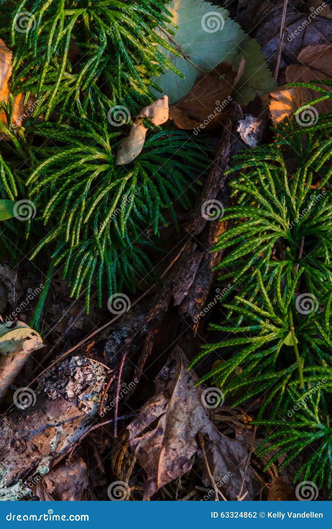 Debris on forest floor stock photo. Image of green, flora - 63324862