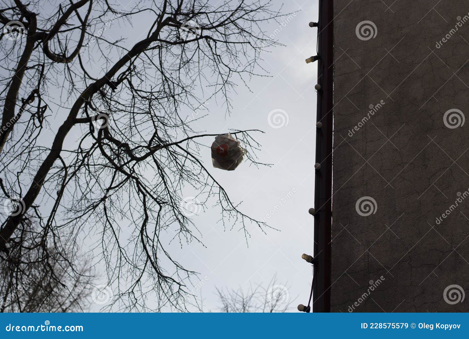 Debris Hangs from a Tree. a Bag of Garbage Was Thrown Out of the Window ...