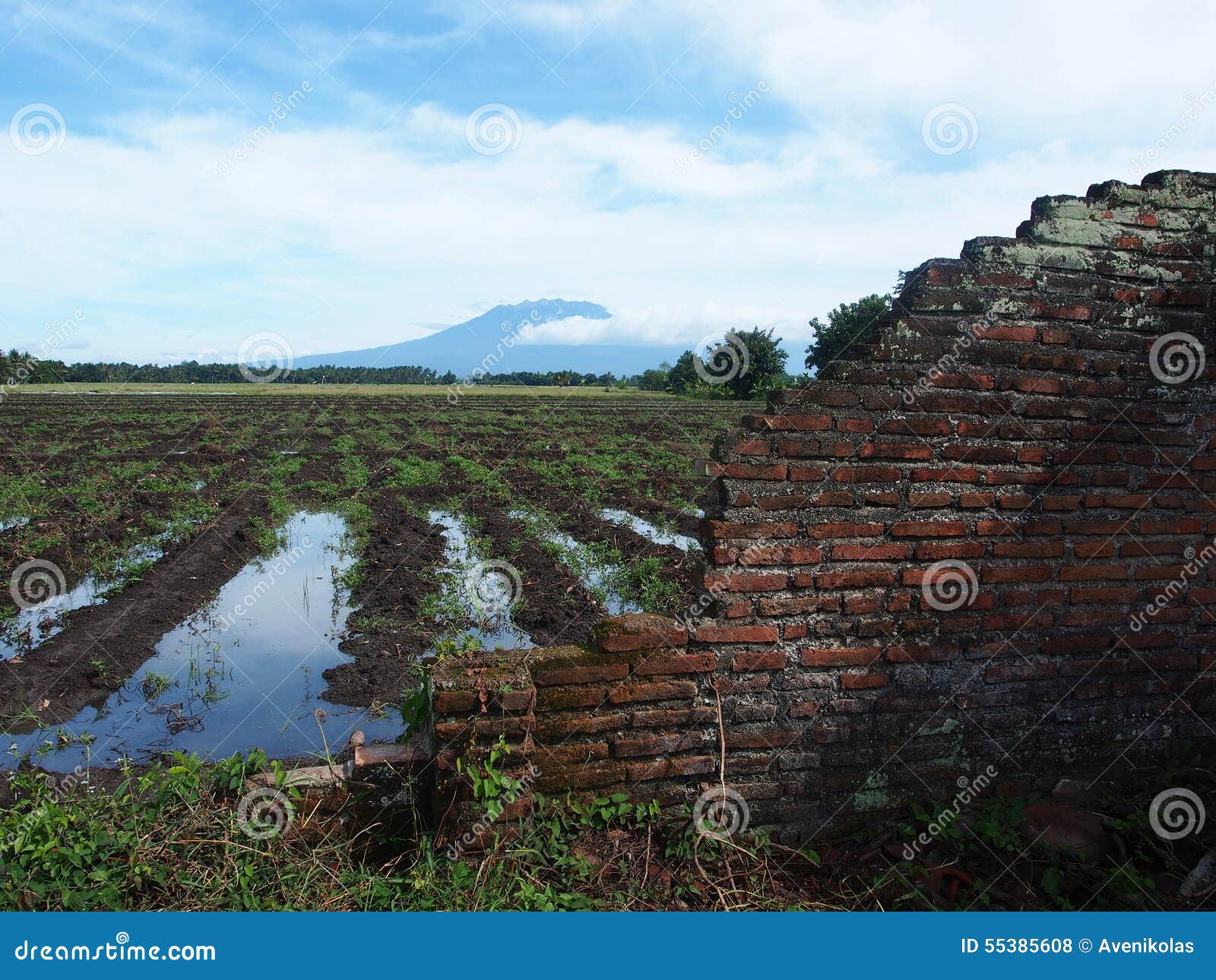 The Debris Wall and Irrigated Paddy Field with the Volcano in the ...