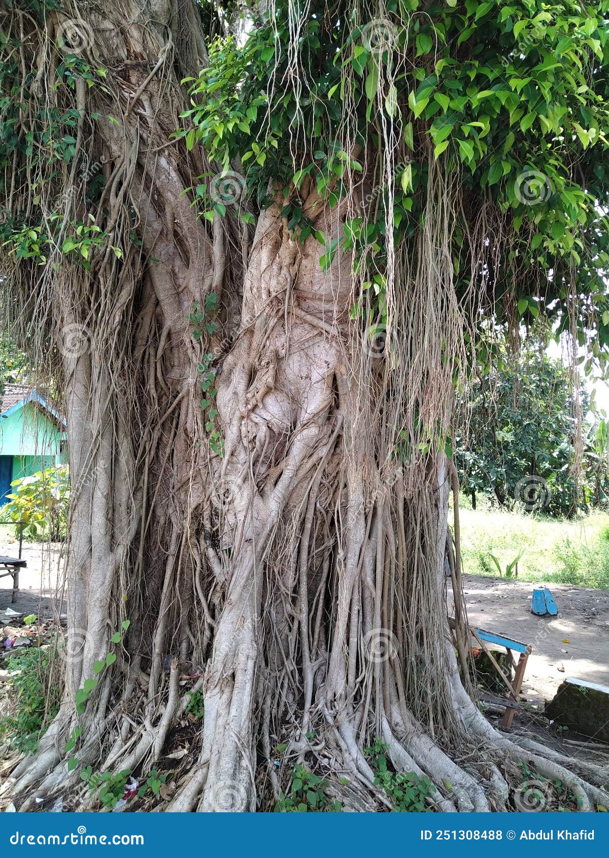 Banyan tree root view stock illustration. Illustration of isolated ...