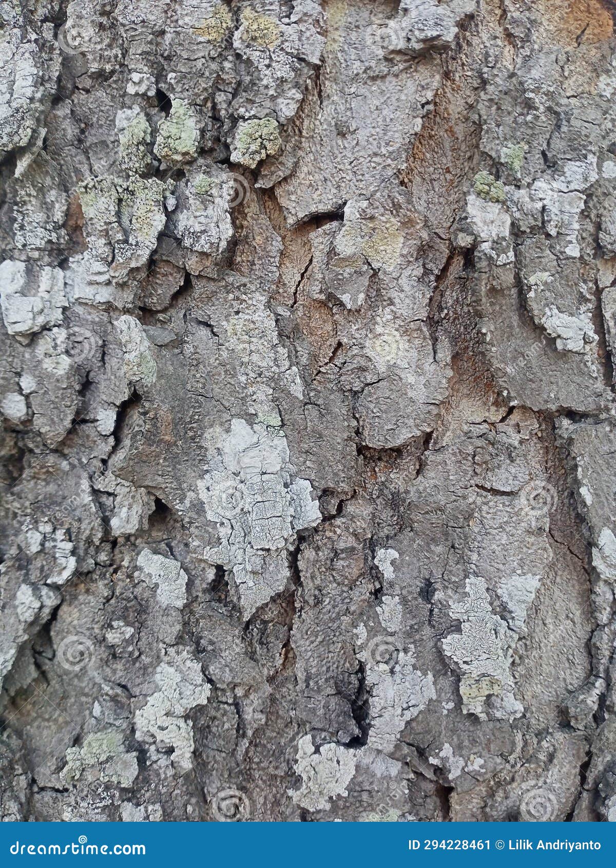 Decades Old Mahogany Tree Frond #3 Stock Image - Image of decades, tree ...