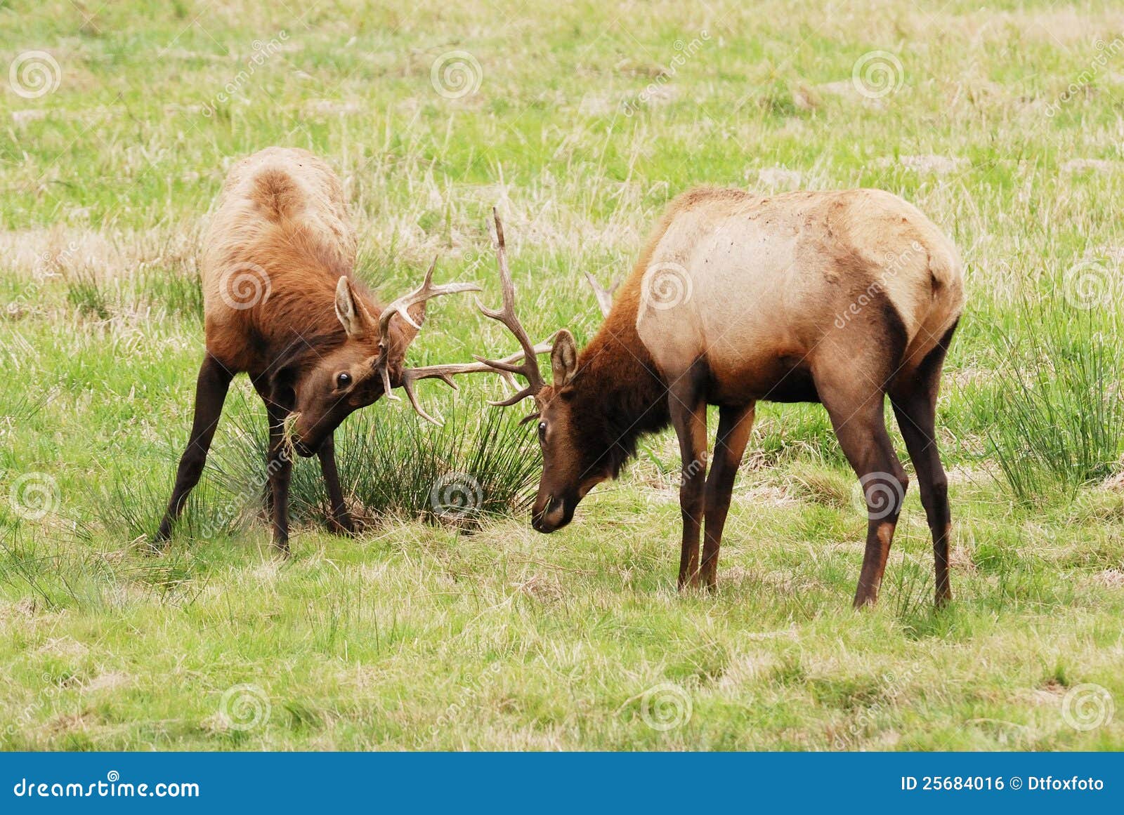 Decano Alce foto de stock. Imagem de cervos, pastar, prado - 25684016
