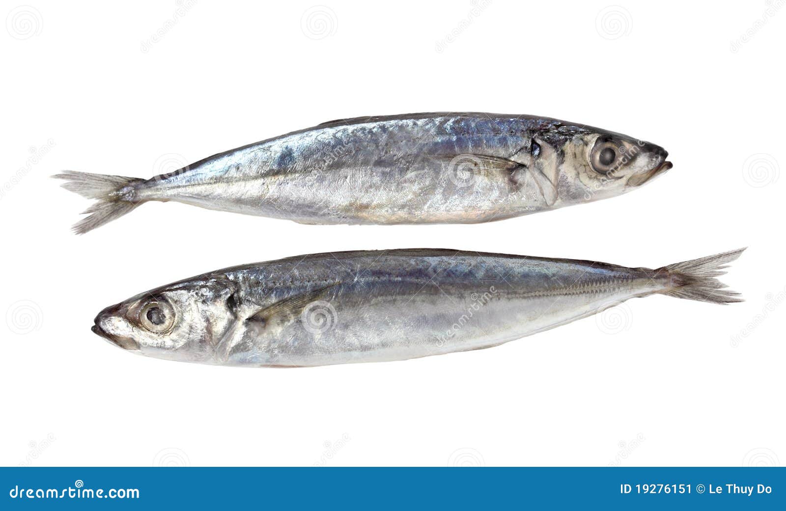 Decapterus Fishes Stock Photos - Free & Royalty-Free Stock Photos from ...