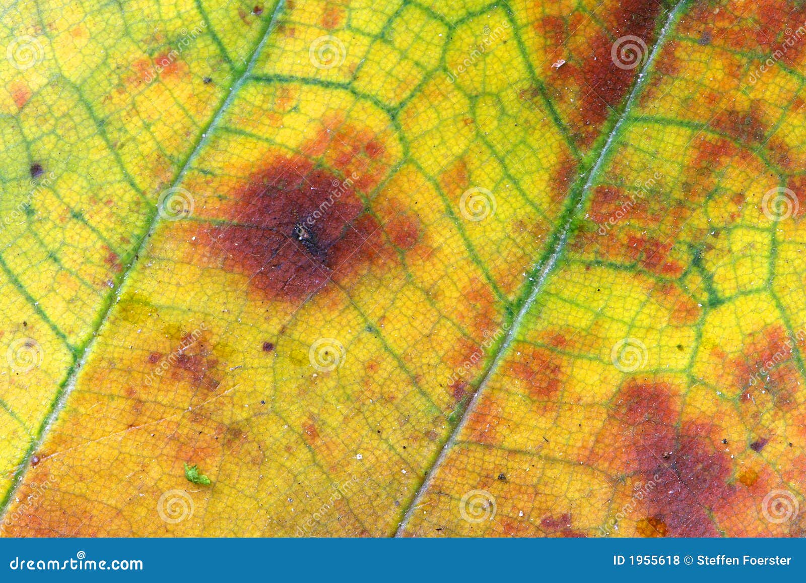 Decay stock photo. Image of autumn, closeup, leaf, nature - 1955618