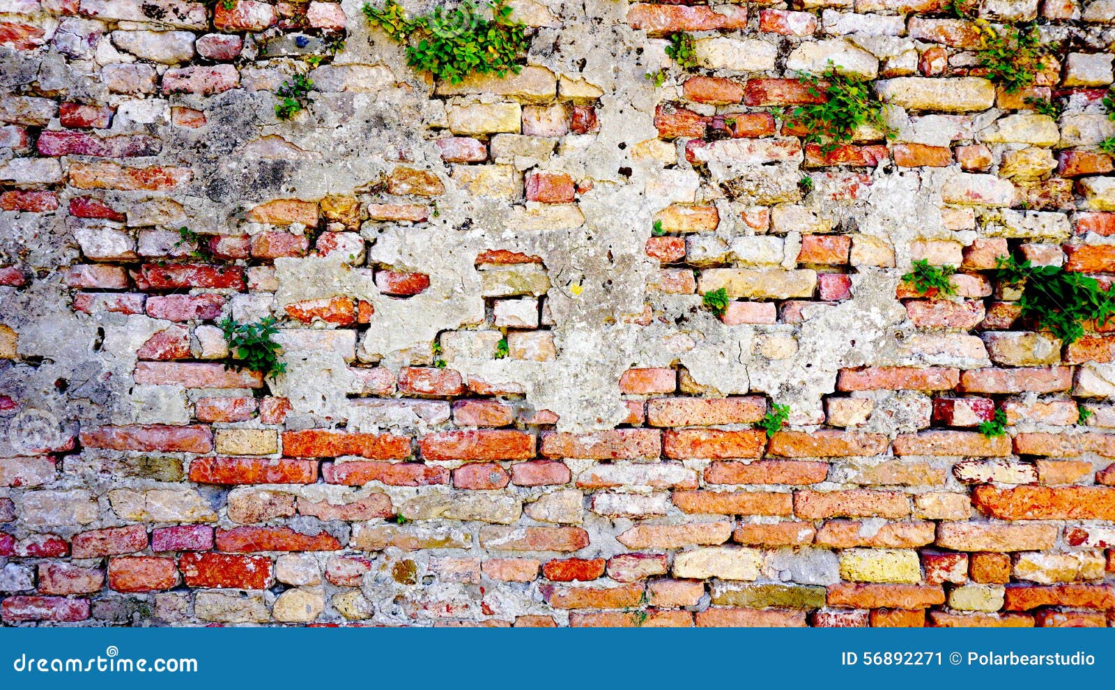 Decay Brick Wall Texture And Plant Stock Photography | CartoonDealer ...