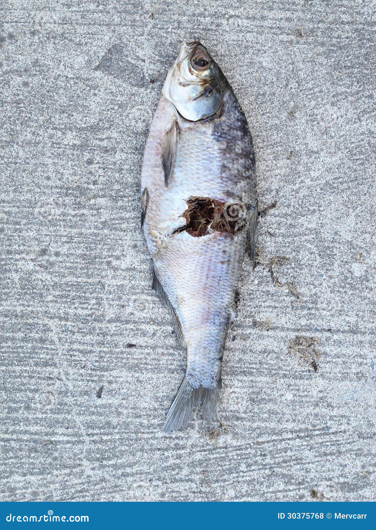 Decay stock photo. Image of fish, garbage, dead, lake - 30375768