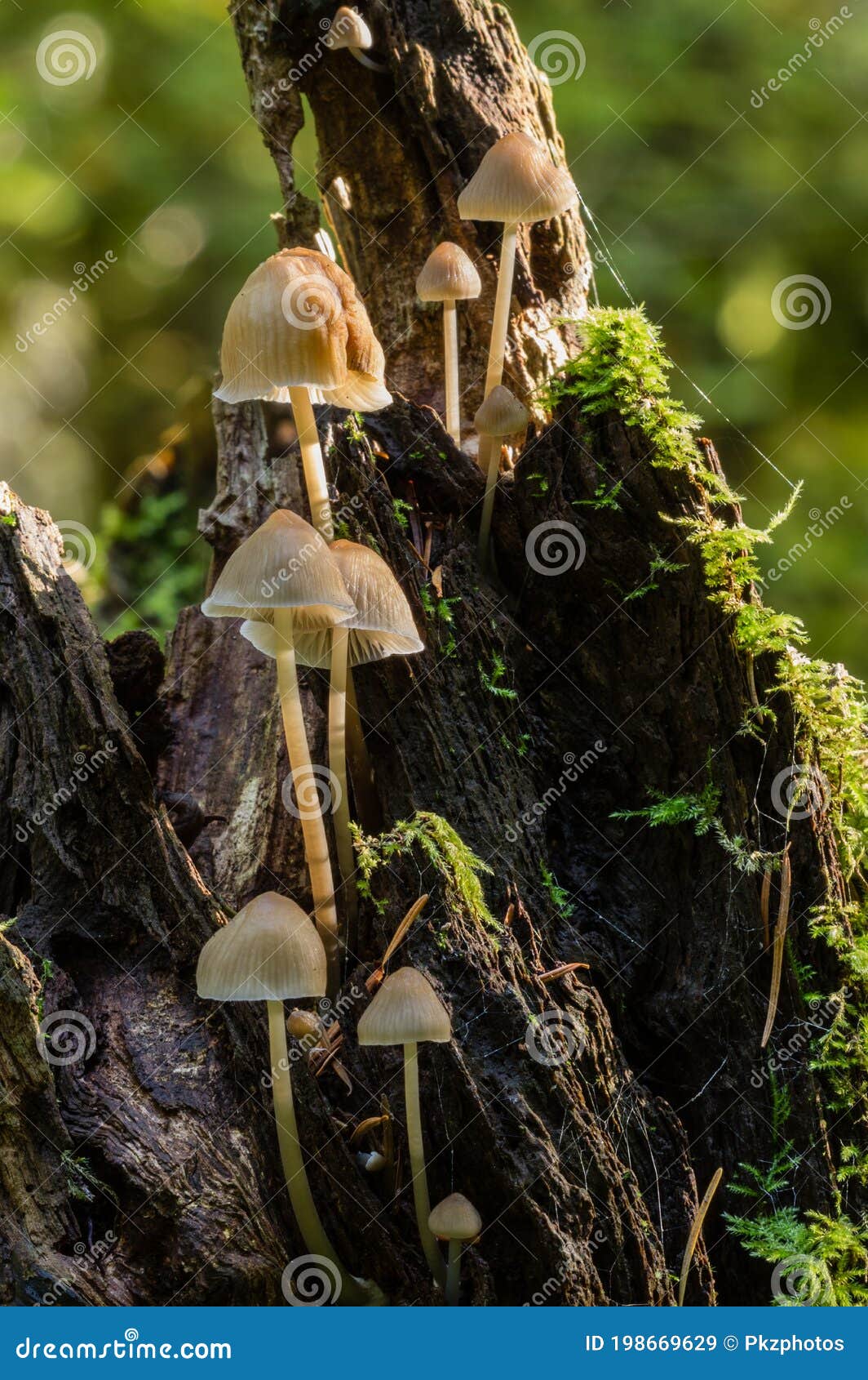 Decay 2 stock image. Image of states, pacific, area - 198669629