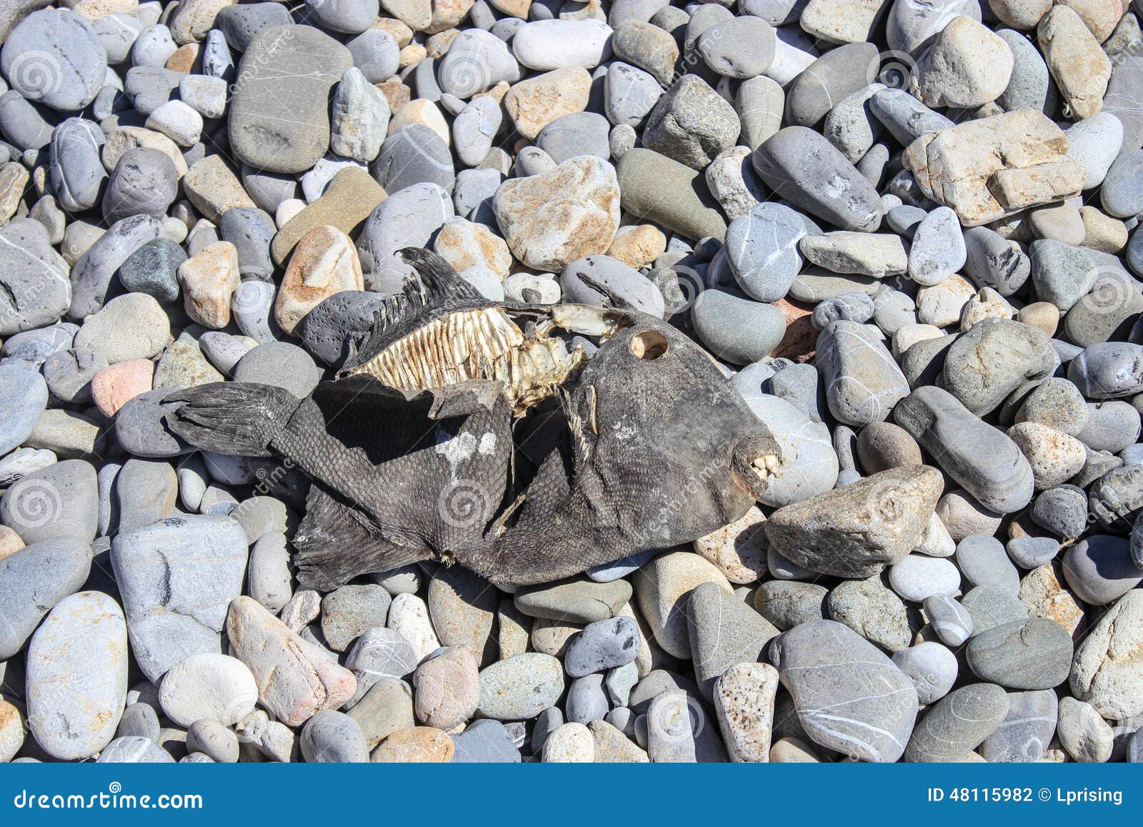 Decay stock photo. Image of animal, pebble, dried, concepts - 48115982