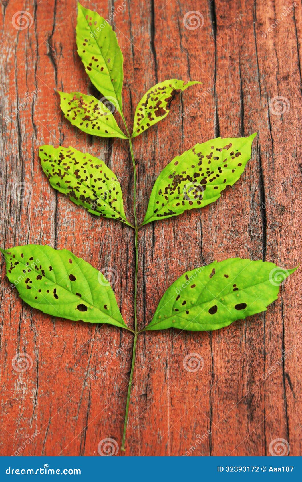 Decay leaves stock photo. Image of nature, herbal, laurel - 32393172