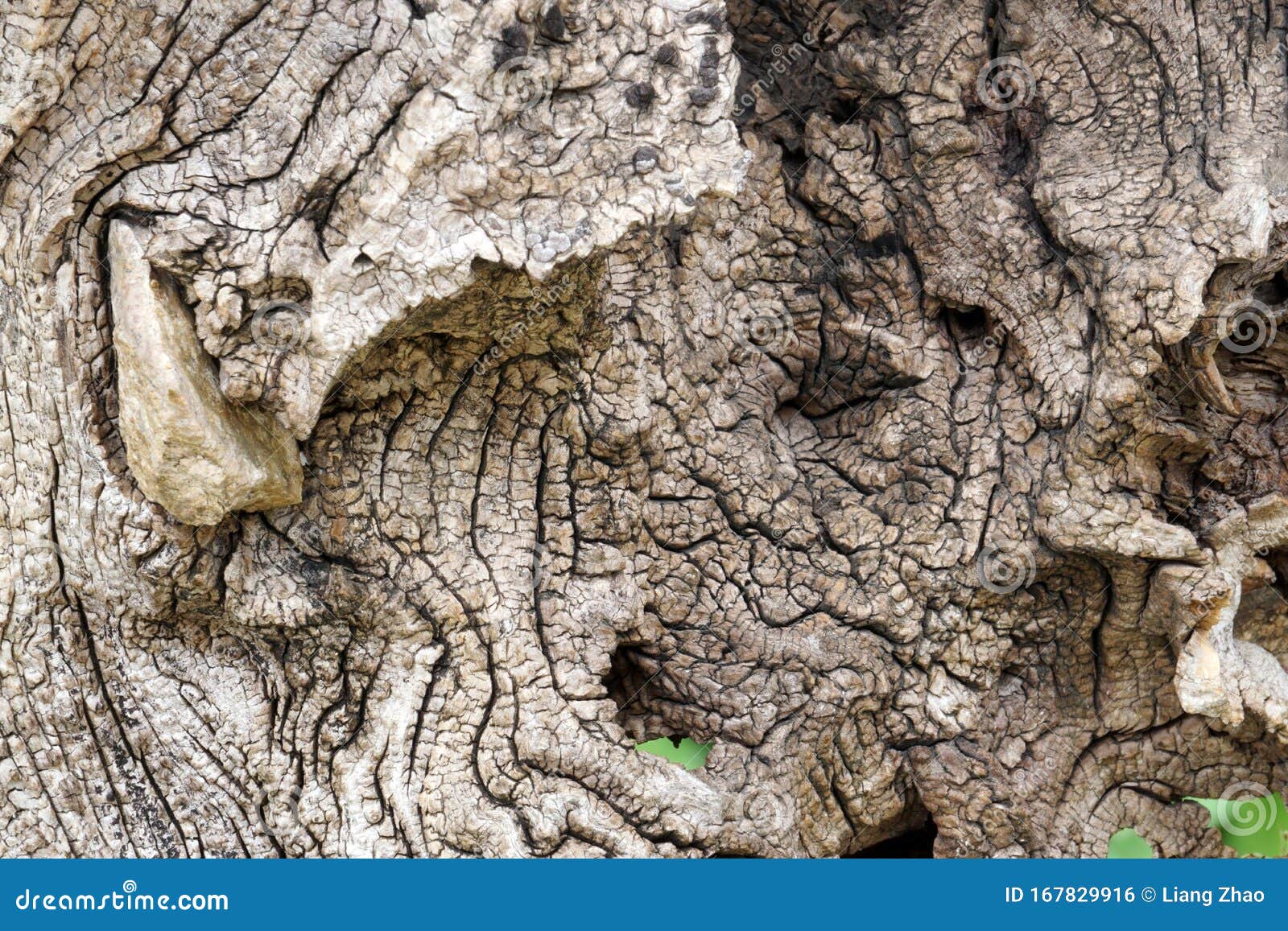 Decay root texture stock photo. Image of corrosion, barn - 167829916