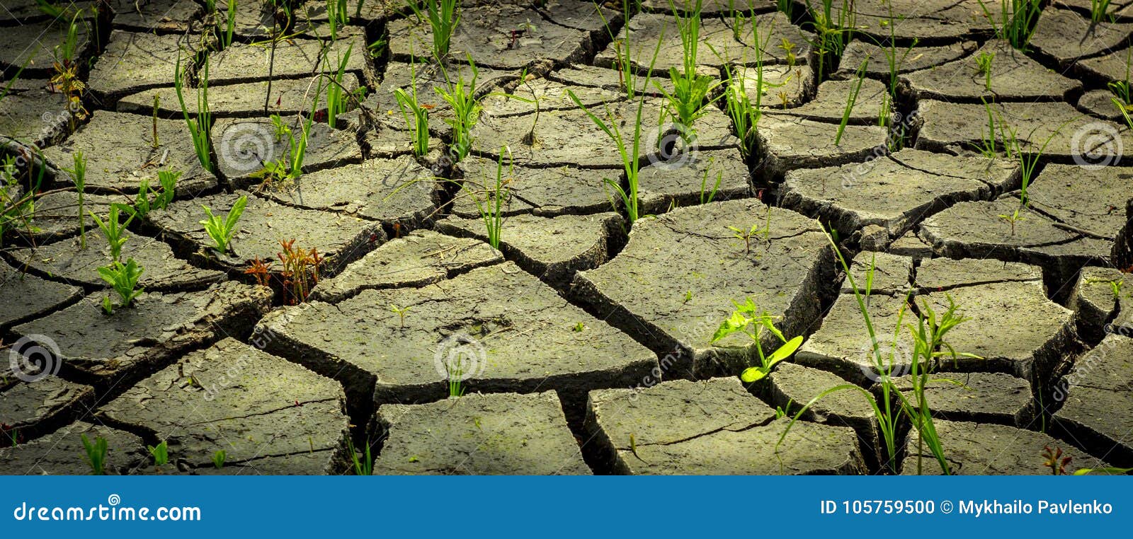 The Decay of Soil after a Drought, the Influence of an Aggressive ...