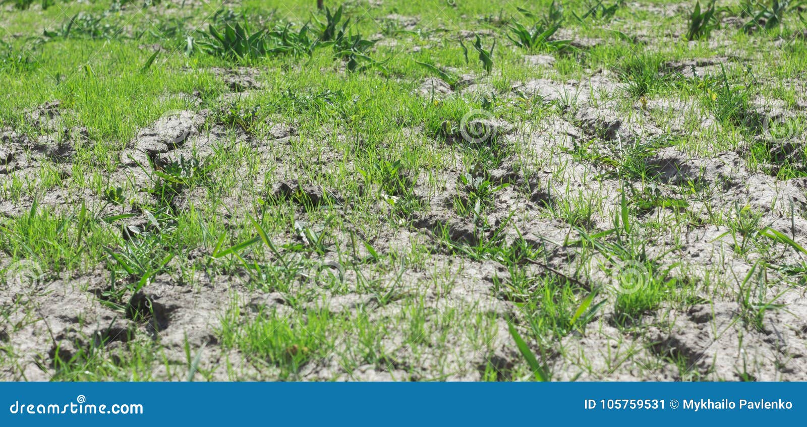 The Decay of Soil after a Drought, the Influence of an Aggressive ...