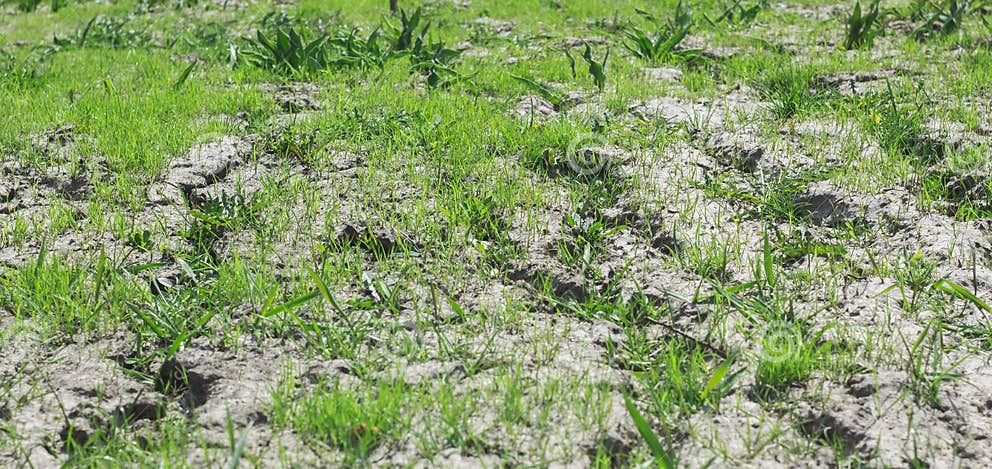 The Decay of Soil after a Drought, the Influence of an Aggressive ...