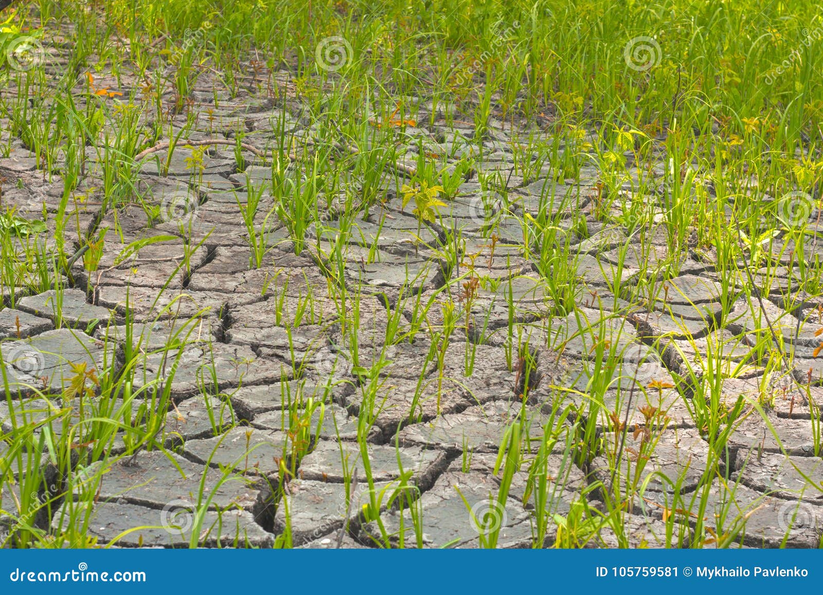 The Decay of Soil after a Drought, the Influence of an Aggressive ...