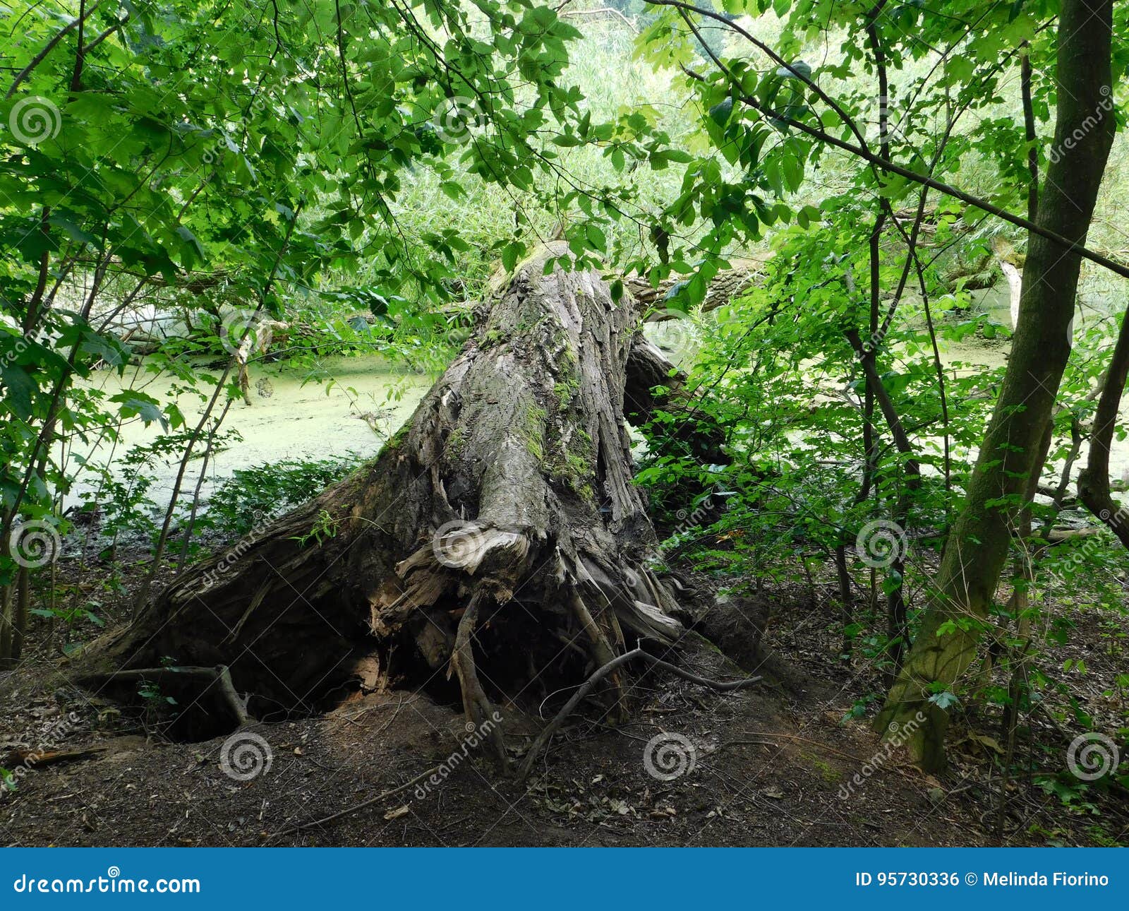 The decay of the tree stock photo. Image of nature, shot - 95730336