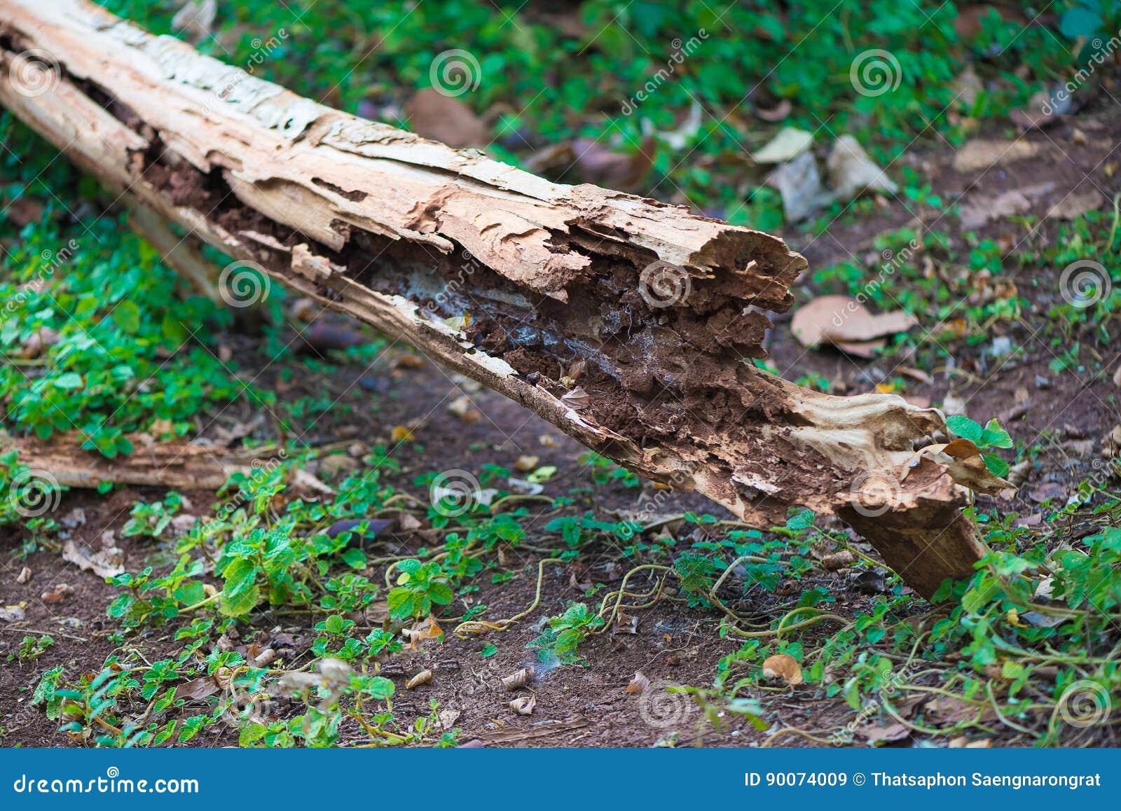 Decay Wood in Garden or Park. Stock Image - Image of abstract, nature ...