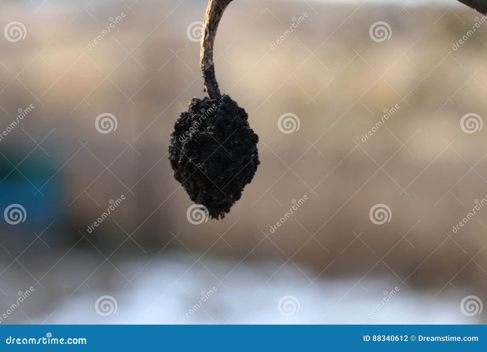 Decayed apple fruit stock photo. Image of fruit, doomed - 88340612