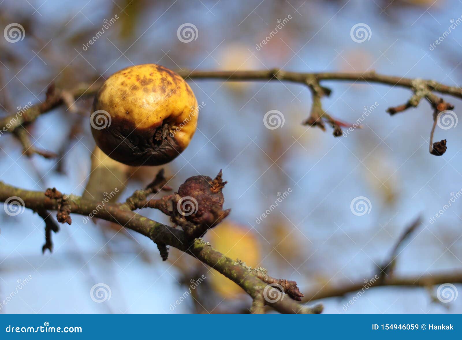 Decayed apple on tree stock image. Image of decayed - 154946059
